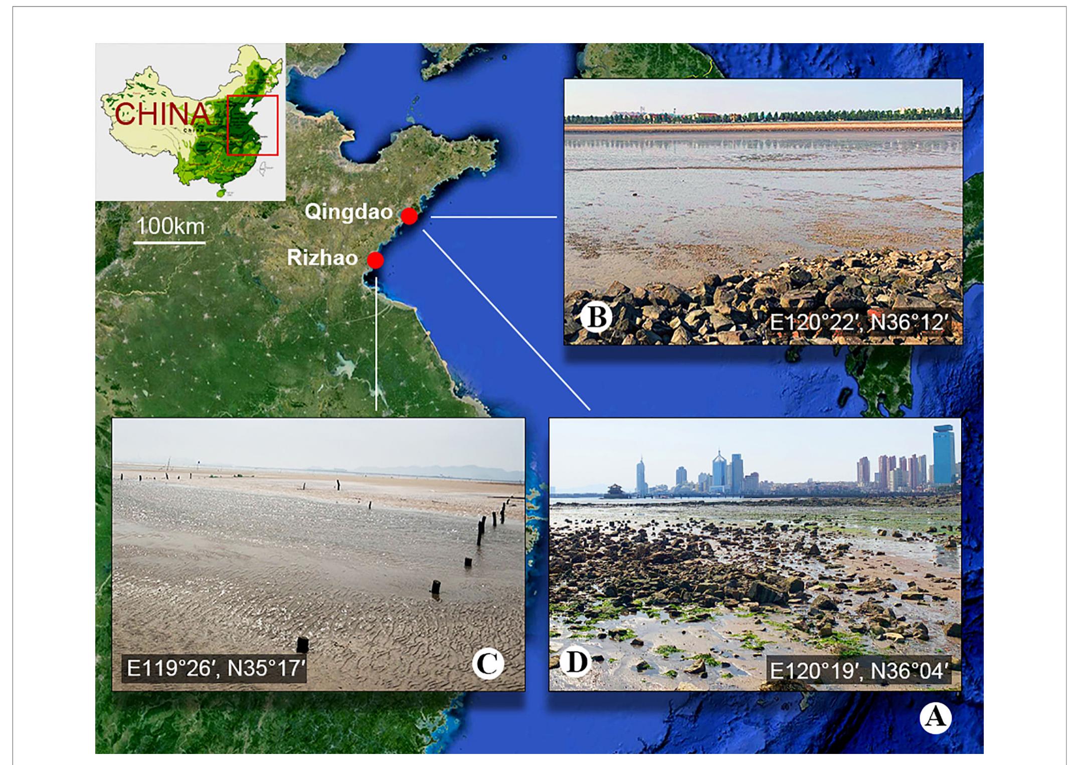 | sample location. (a) map showing the location of qingdao