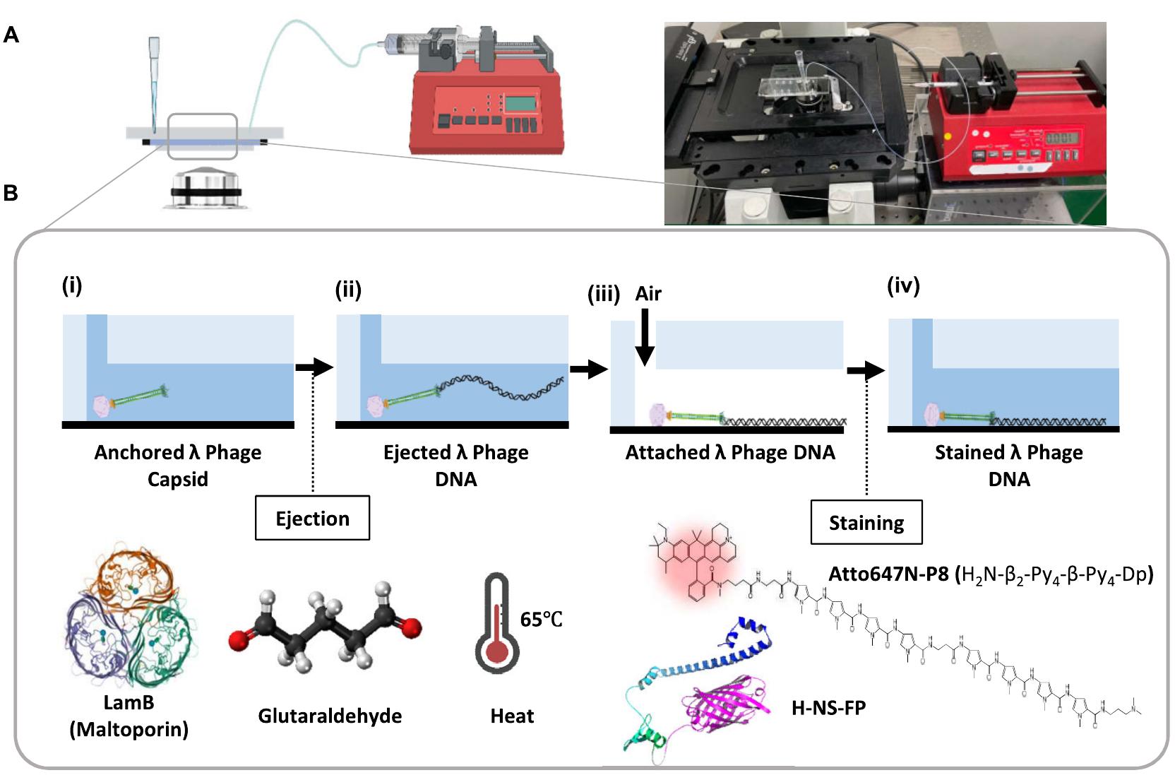 Scheme for phage \ ejection experiment. (a) schematic and