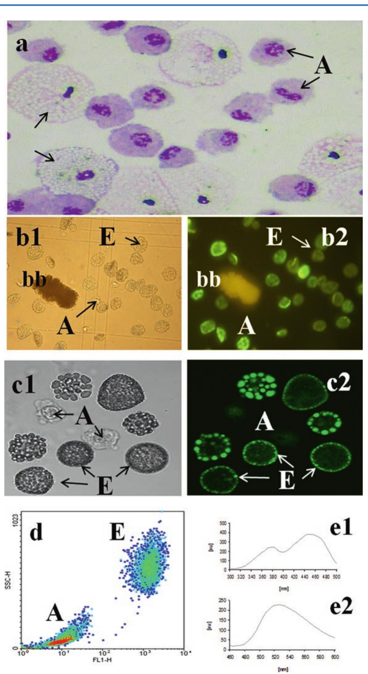 Earthworm coelomocytes; a — amoebocytes, e — eleocytes. (a)