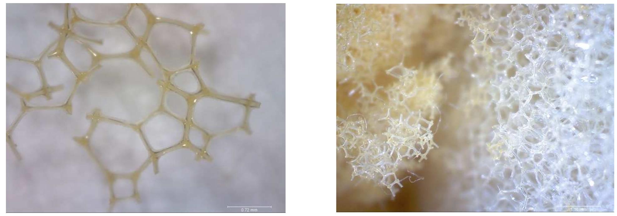 S 7 and 8: microscopic images from loose urethane foam