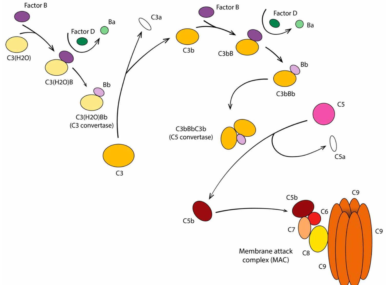 E a schematic diagramof the complement system alternative