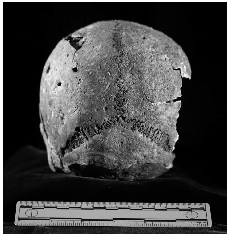 ‘coronel’ cranium posterior view.
