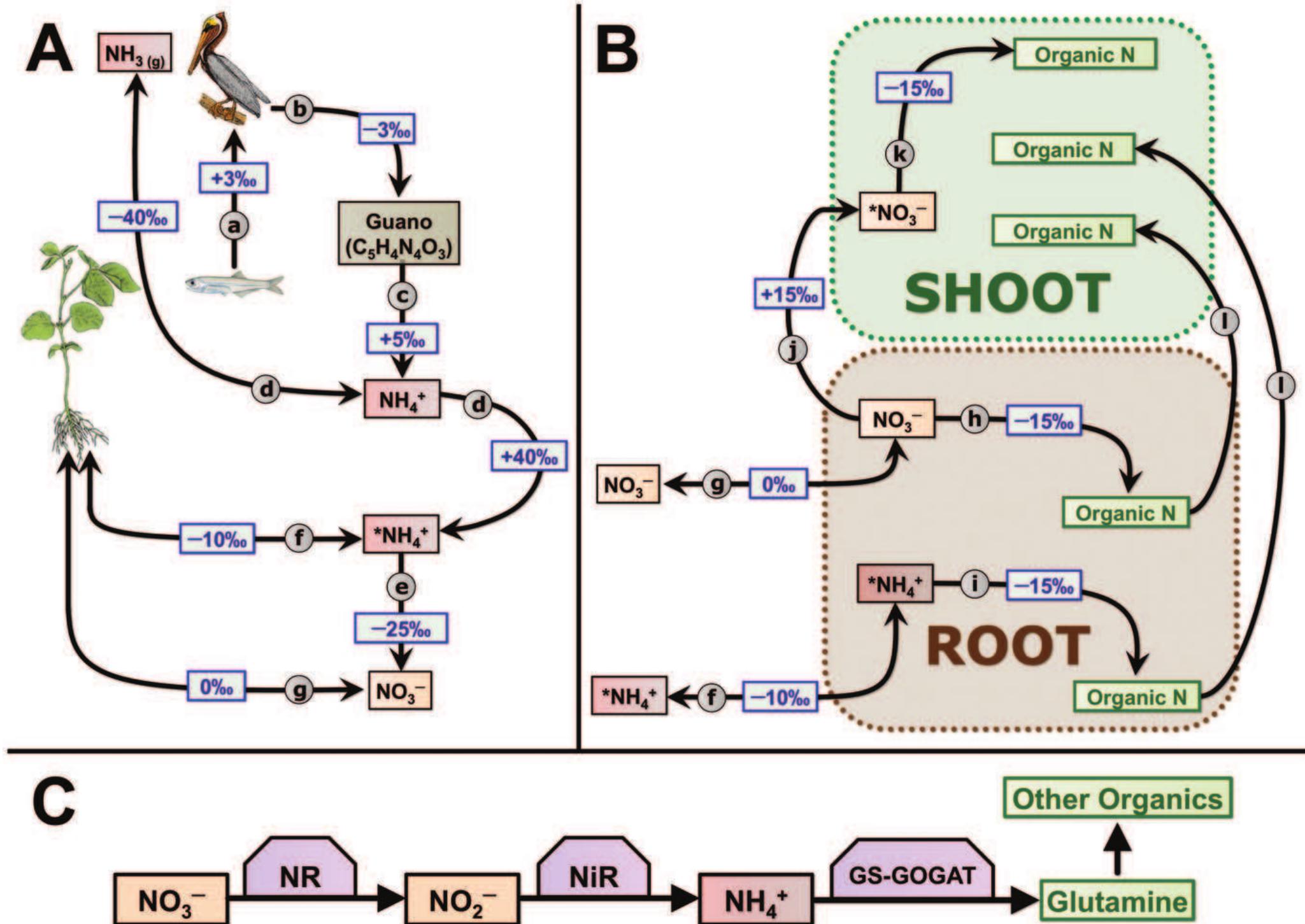 Simplified schematic of fractionation factors associated