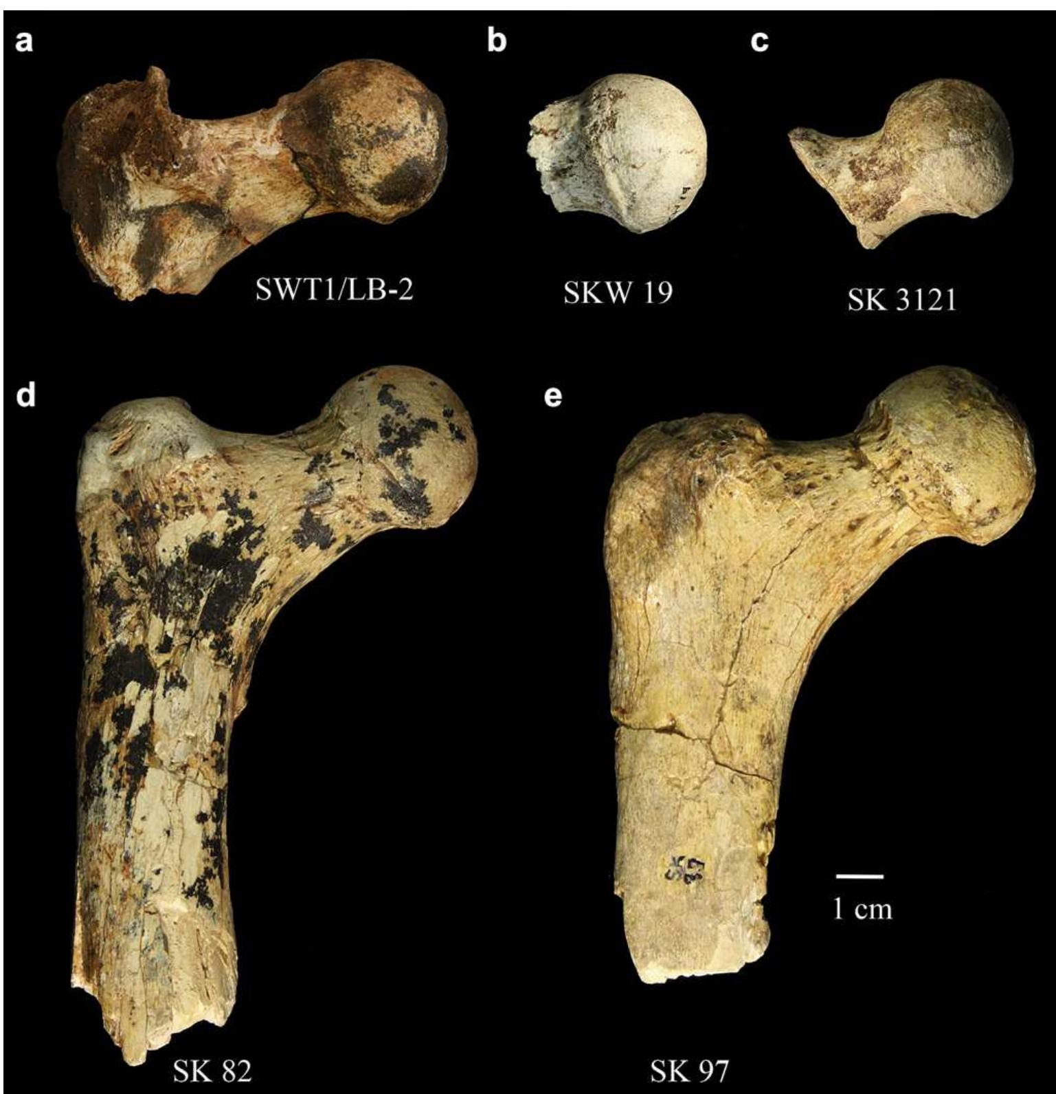 The hominid proximal femur sample (all specimens are rights)