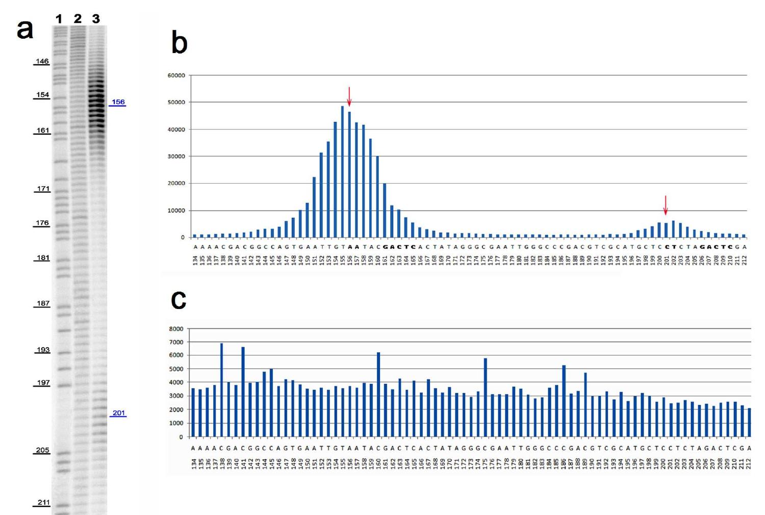 Ultrasonic cleavage patterns of intact and nicked dsdna a-