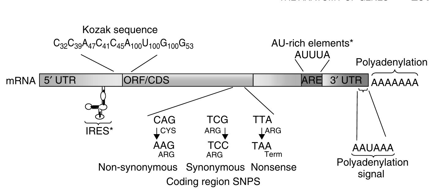 3. the anatomy of an mrna transcript. this figure