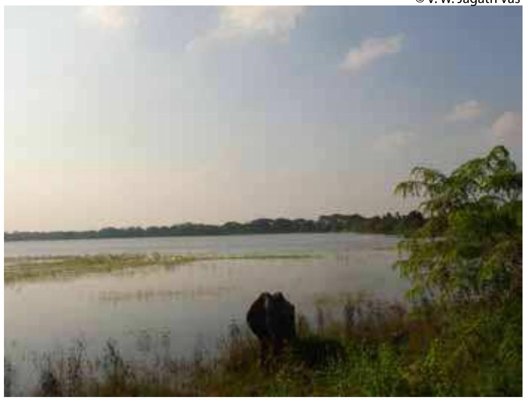 Basawakkulama wewa (abaya wewa ancient reservoir) flow down