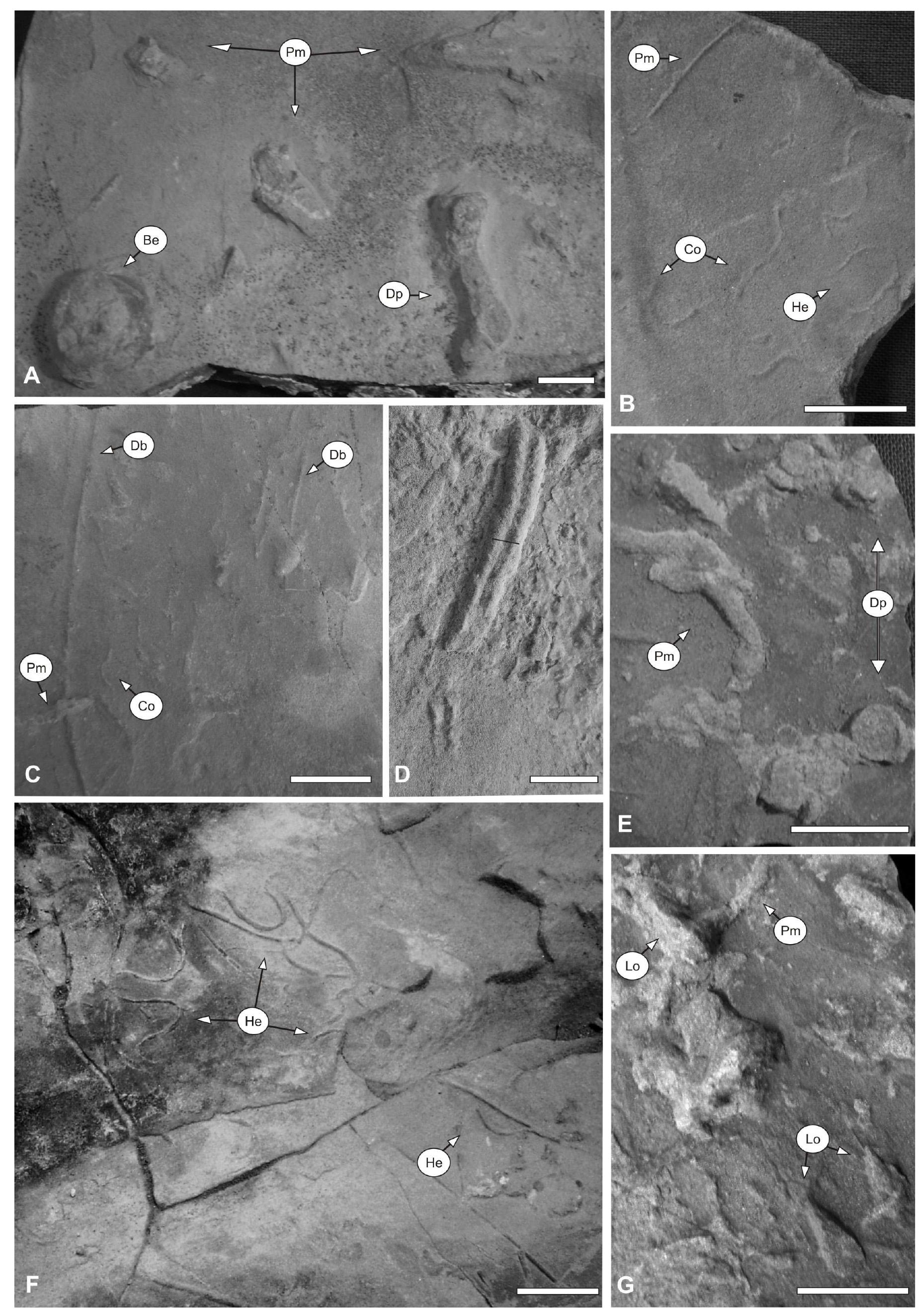 Ichnofauna from the teresina formation at cerro caveiras. a,