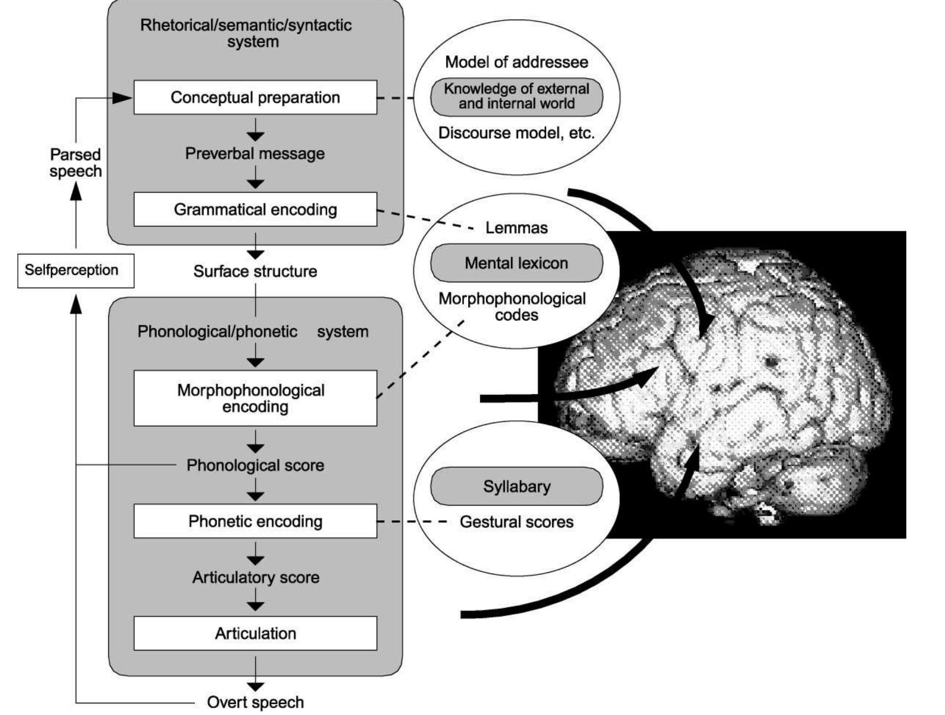 The processing components of levelt’s model of speech