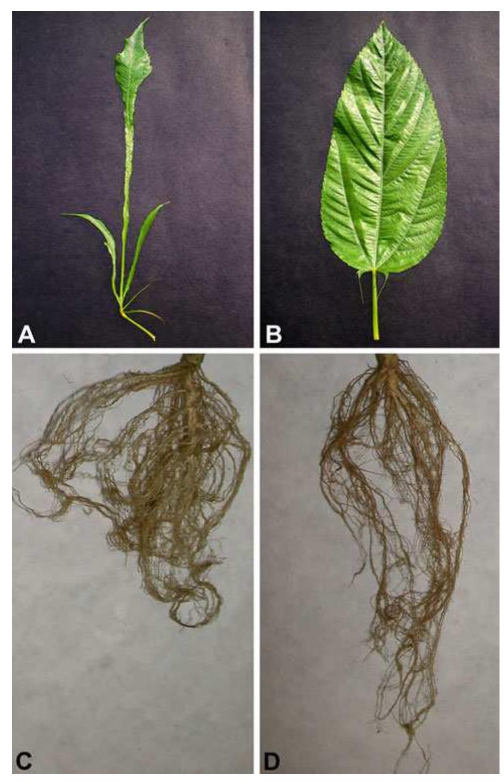 Diagnostic morphology of dark jute bfs mutant (a, c) in