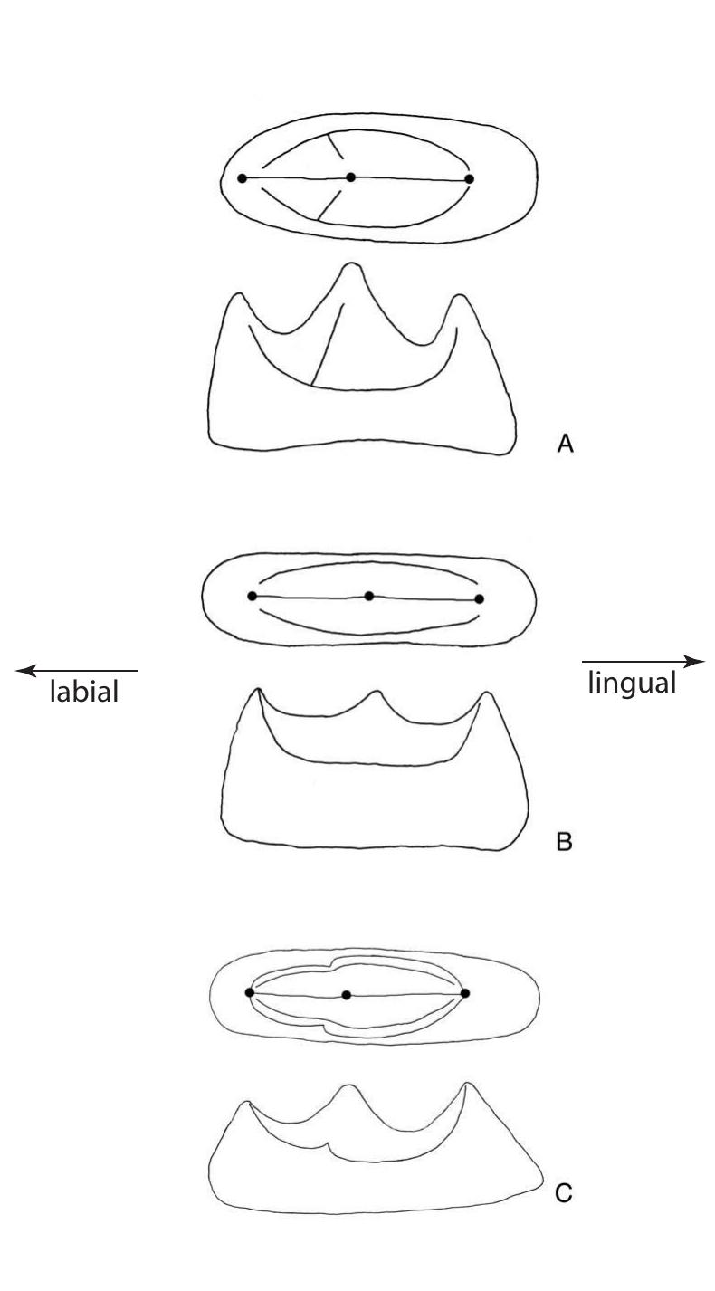 Diagram illustrating the cingula and cusp structure on the