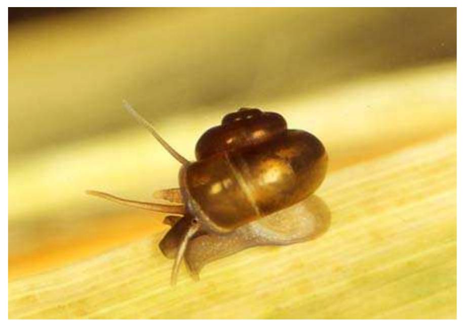 Valvata studeri. boeters & falkner, 1998. size 3 mm. photo