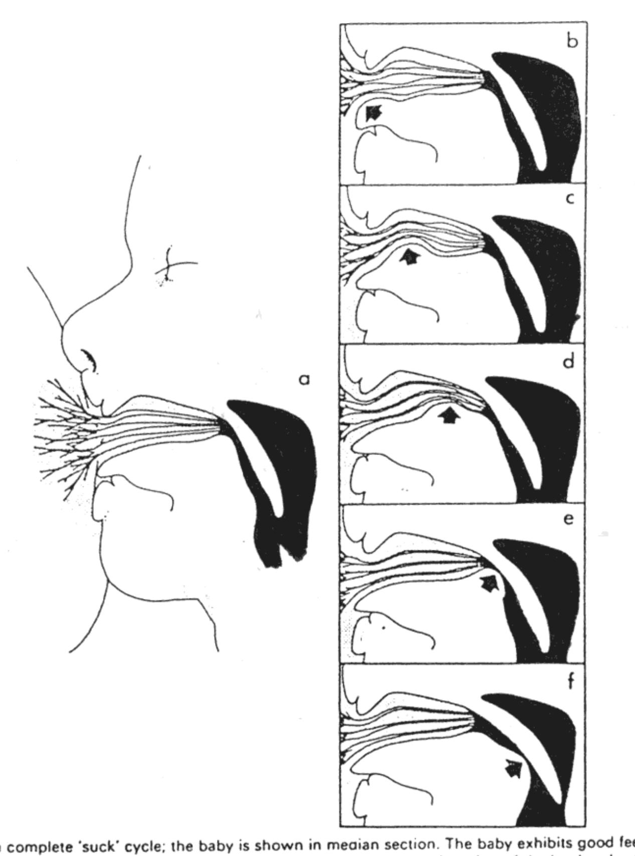 Figure 1 - The ‘anatomy’ of infant sucking
