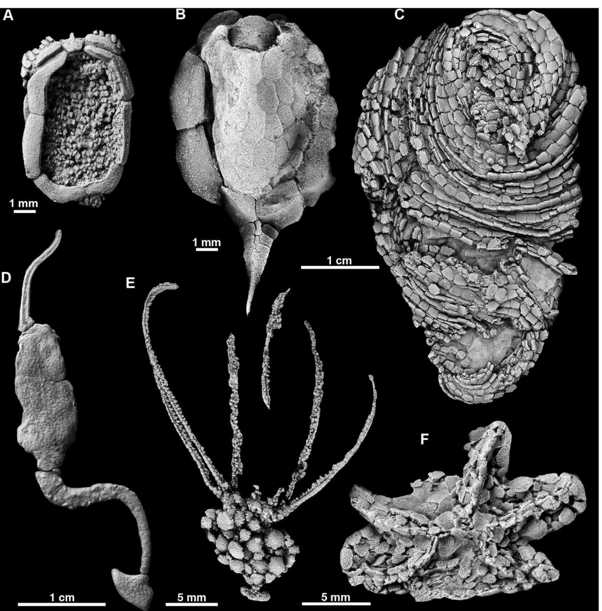 Radiate and asymmetric echinoderms from the cambrian showing