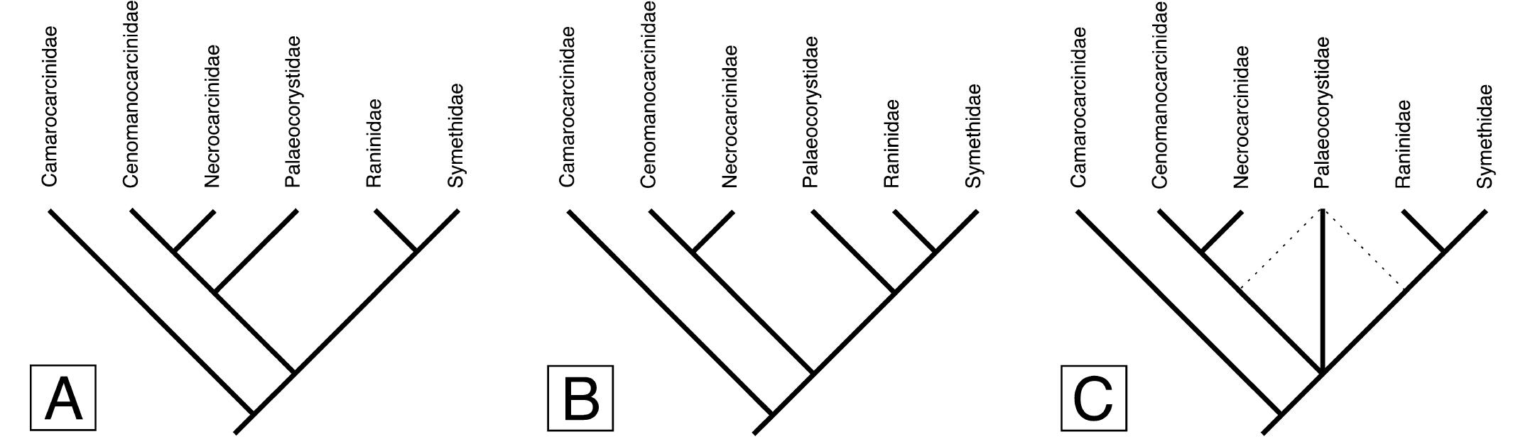 Schematic cladistic trees for the section raninoida, showing