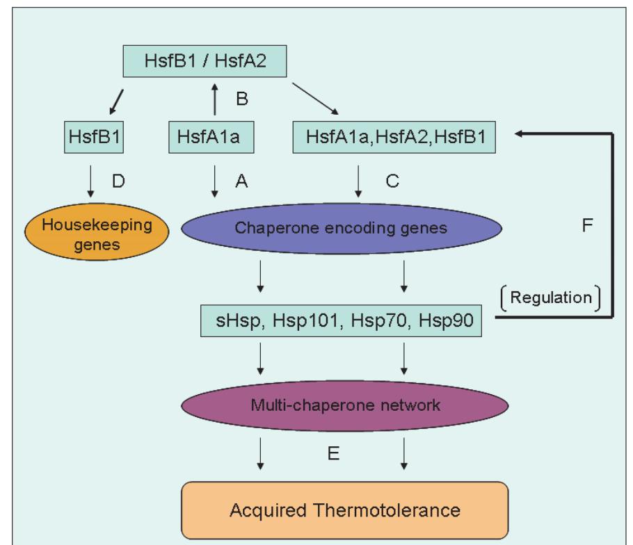 Current model of the heat stress response pathway in tomato: