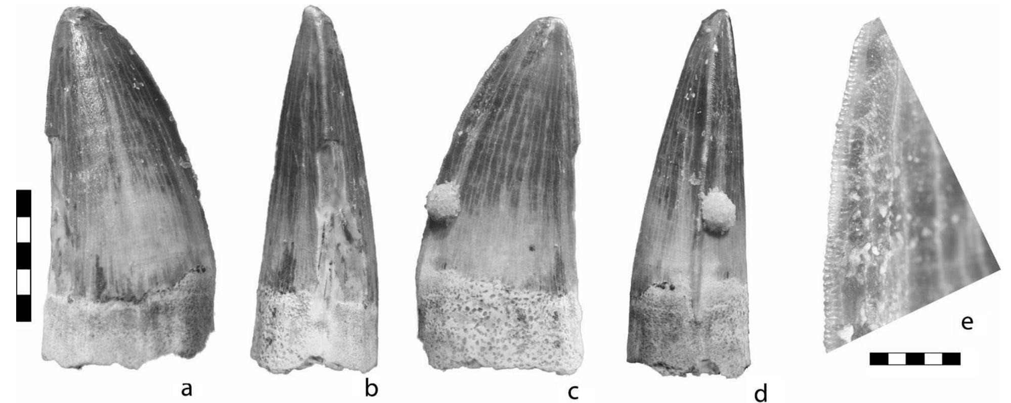 Ut-jaw2; tooth of cf. baryonyx (jawsh quarry, cabao