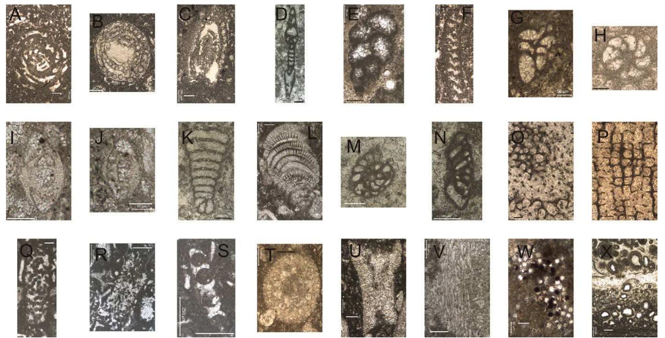 Microfossils from the base of the akrabou formation situated