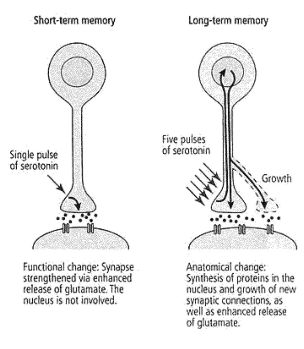 - diagrams representing functional and anatomical changes to