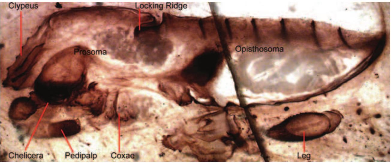 Segments 10-12 can only be seen on the underside of the