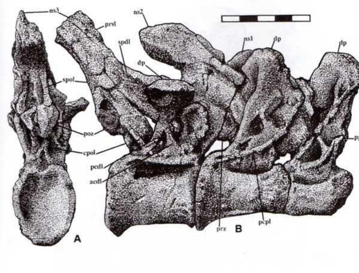Caudal vertebrae. the most anterior caudal vertebrae of am-