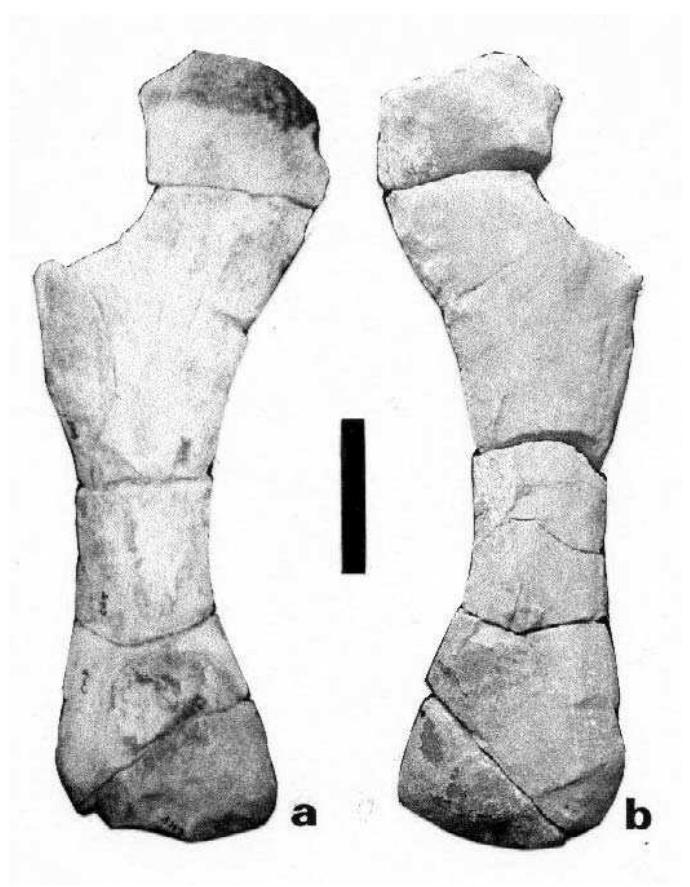 Figure 1 - from A review of the sauropod dinosaurs of