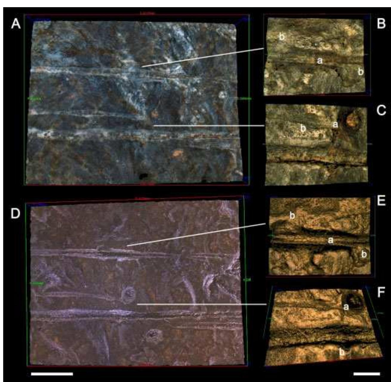 3d alicona images of cut-marks on (a) original parietal bone