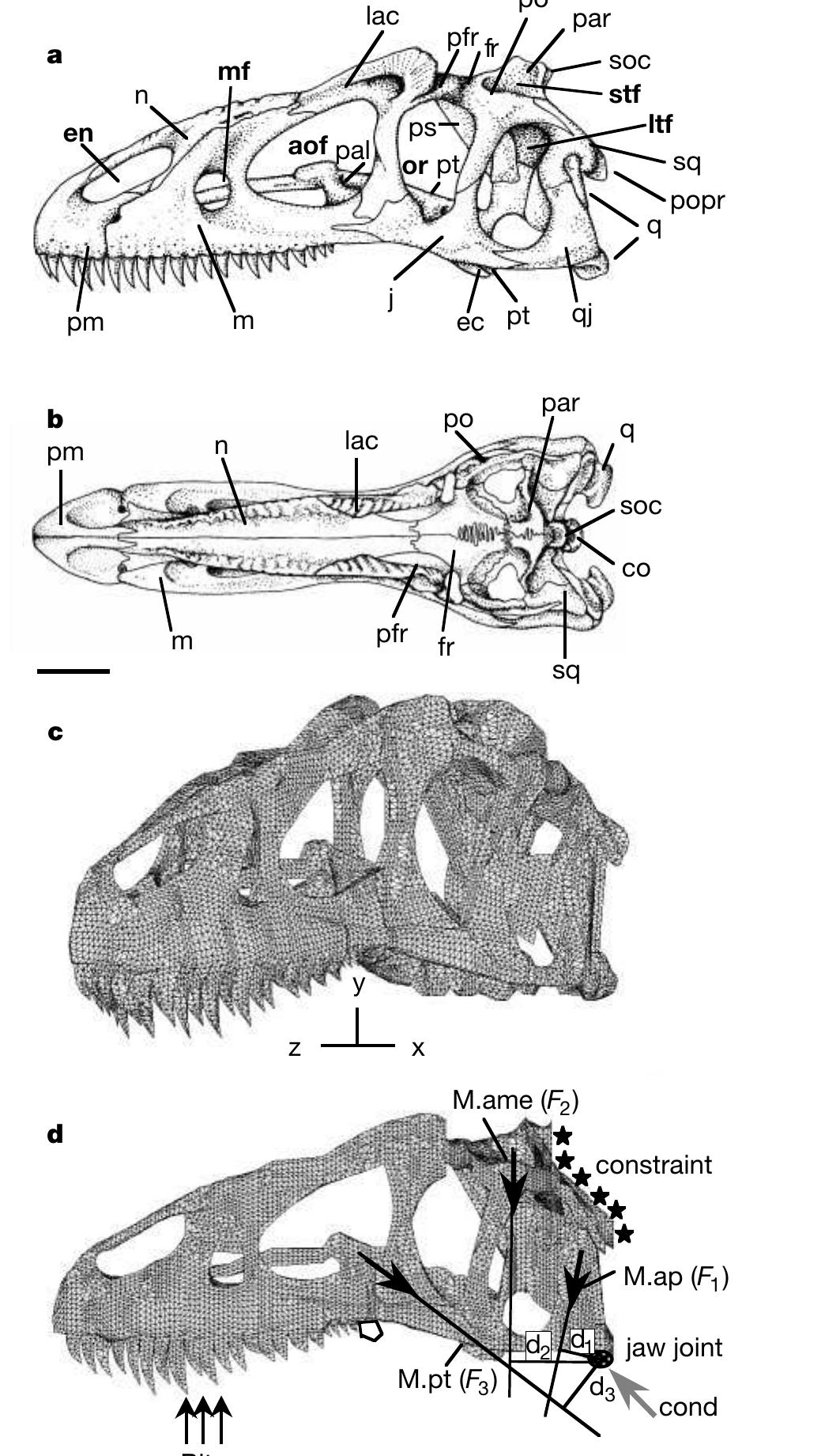 The skull of a/losaurus fragilis. a, lateral view. b, dorsal