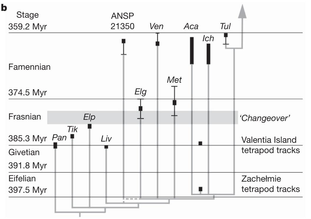 Panderichthys; tik, tiktaalik; elp, elpistostege; liv,
