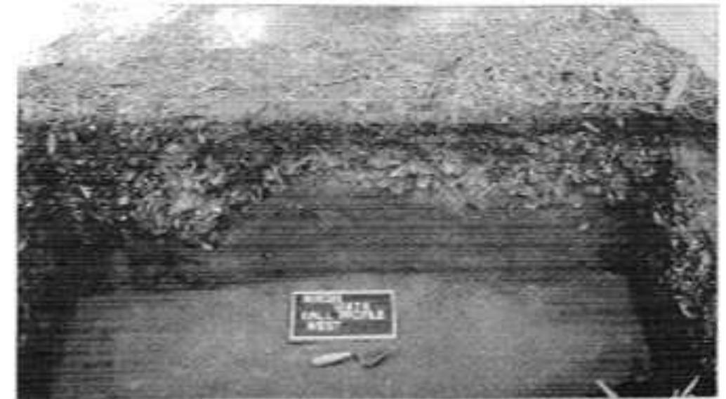 Excavation unit 6 showing the structure of the ring as shell