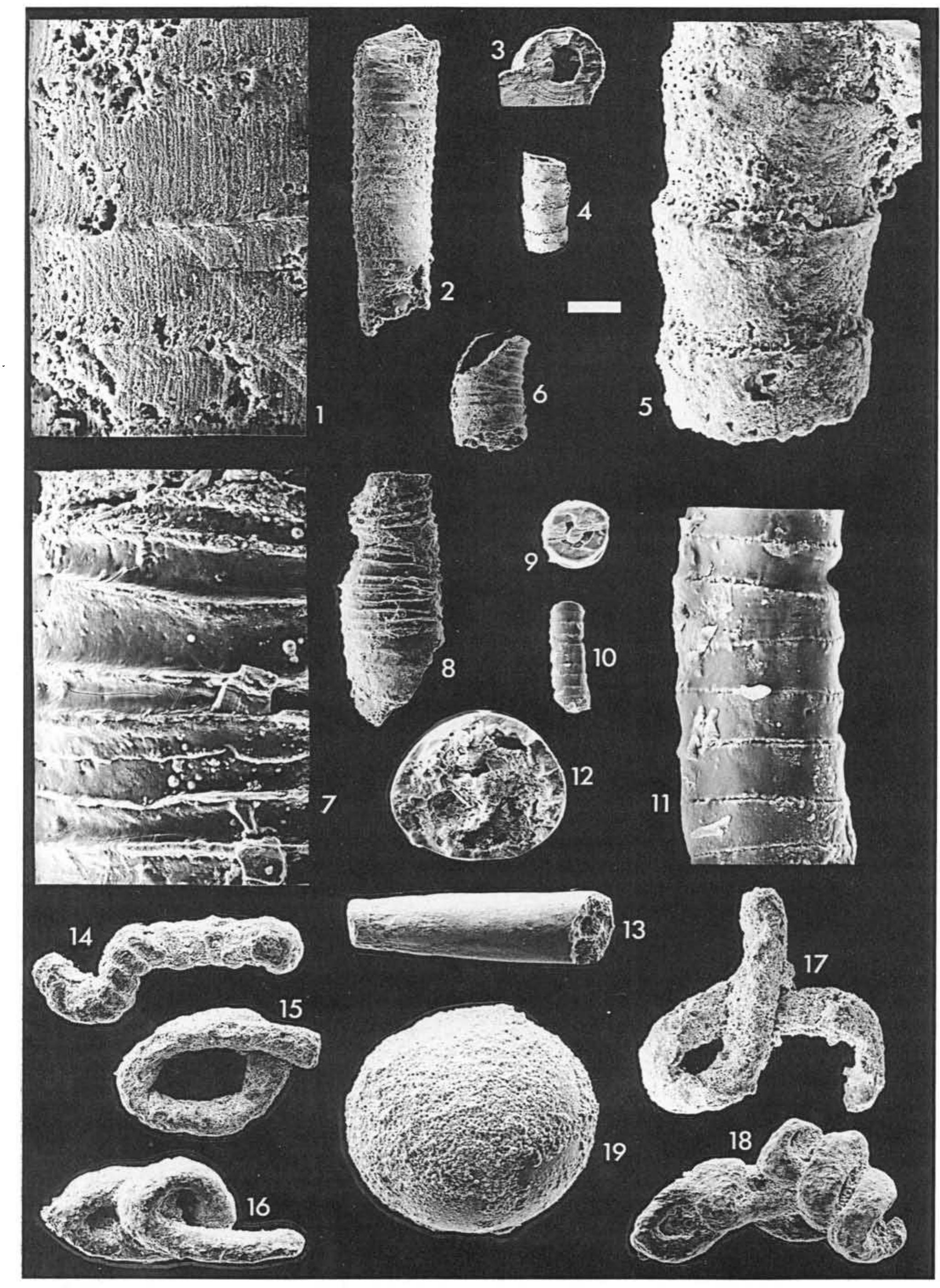 Figure 8 - Microfossils and Precambrian-Cambrian boundary