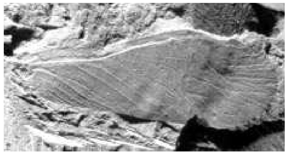 Zephyropterum lentum kukalova, 1964. holotype 15/1963,