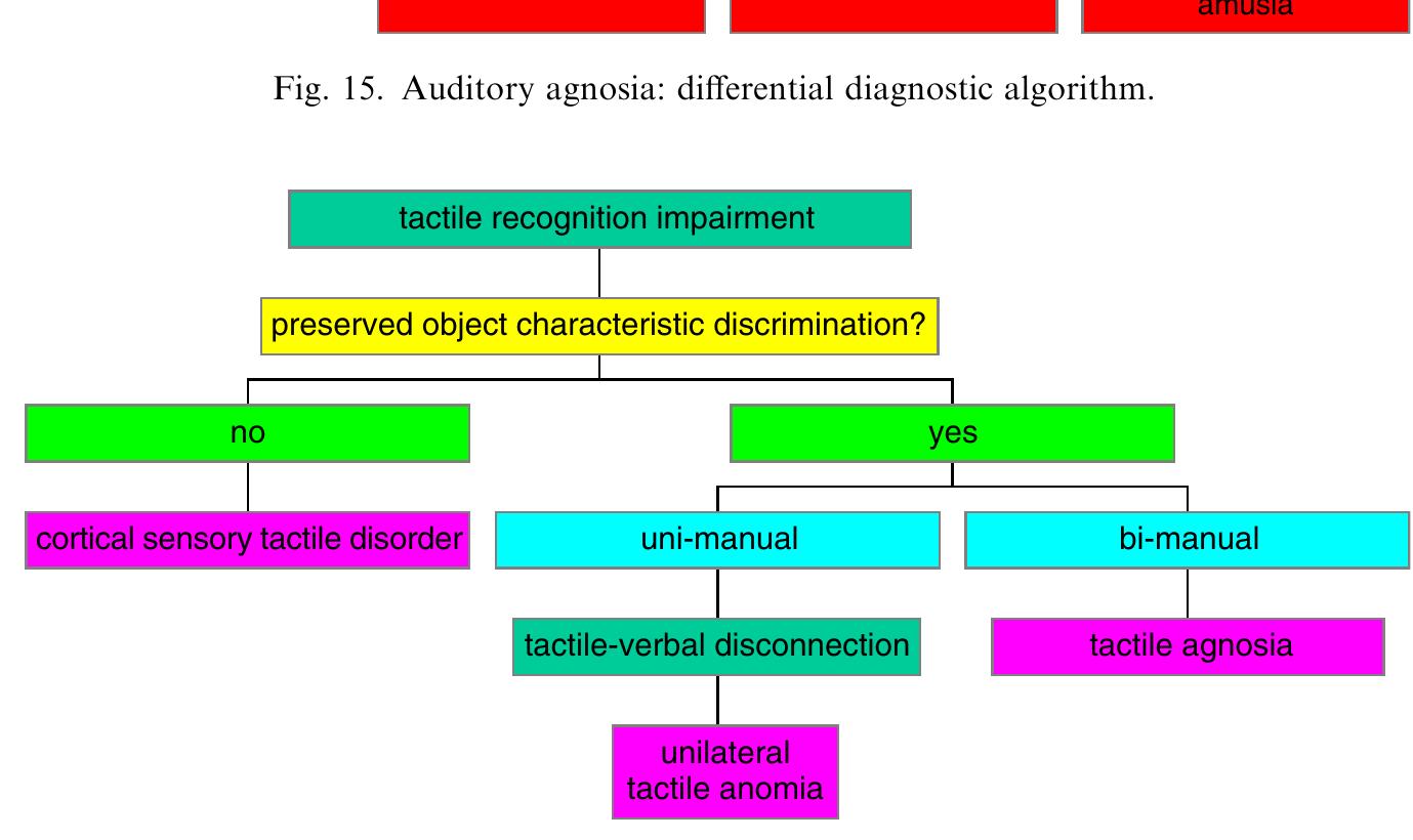 Tactile agnosia: differential diagnostic algorithm.