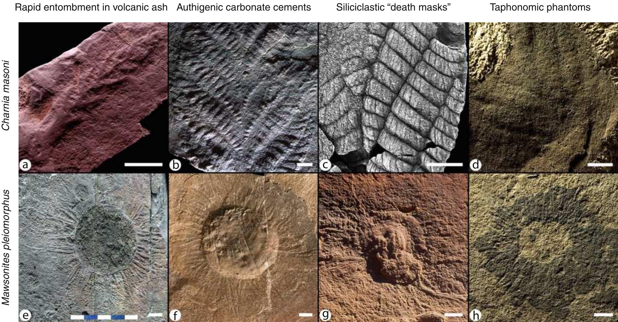 (PDF) Ediacaran biota