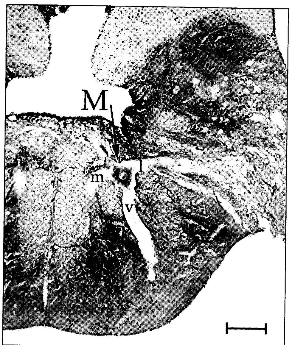 The mauthner neuron (m) of pantodon is visible with its