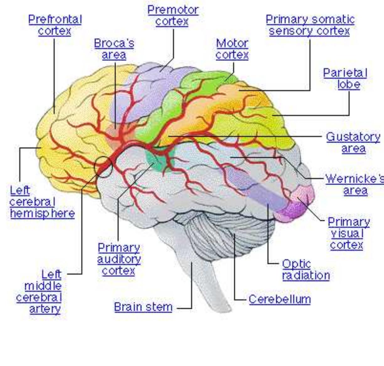 Before differentiating the lobes of the brain, it will help
