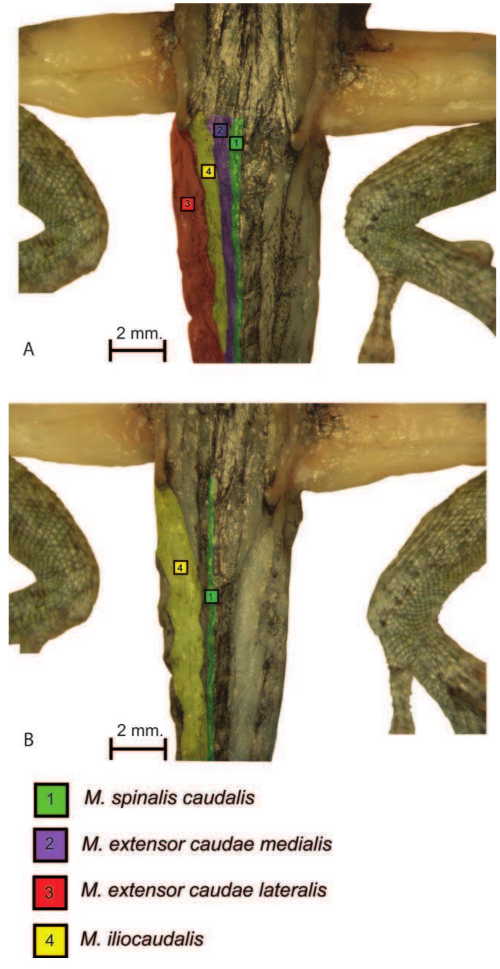 Dorsal views of the extrinsic muscles of the original tail