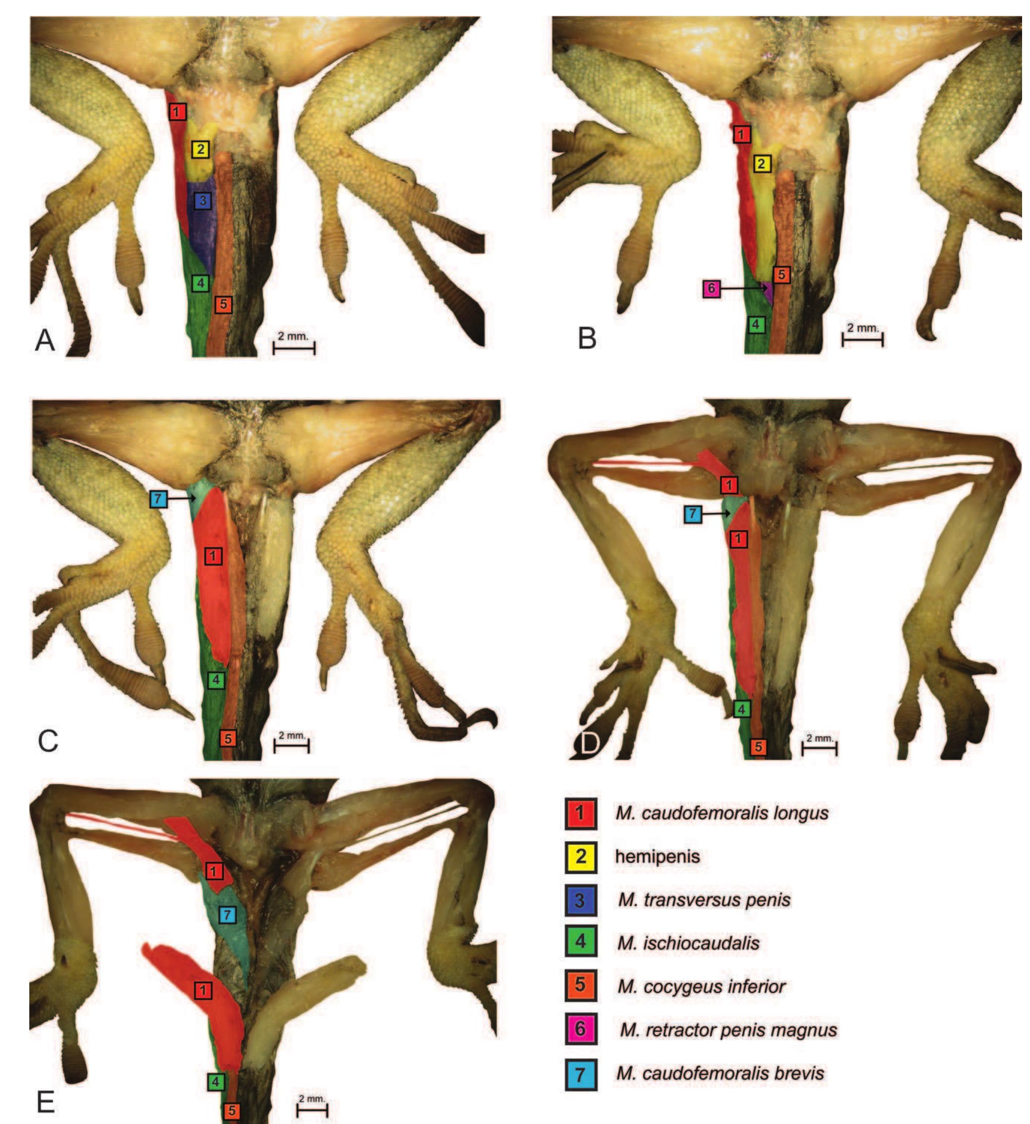 Ventral views of the extrinsic muscles of the original tail