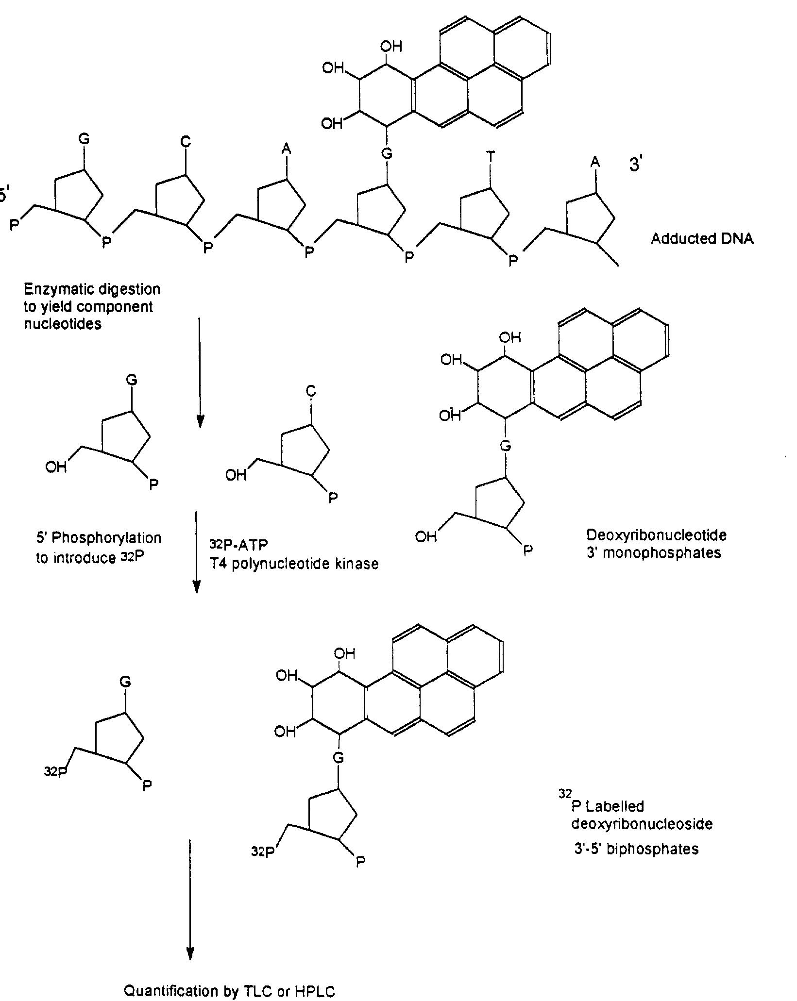 Schematic representation of the *p post-labelling assay.