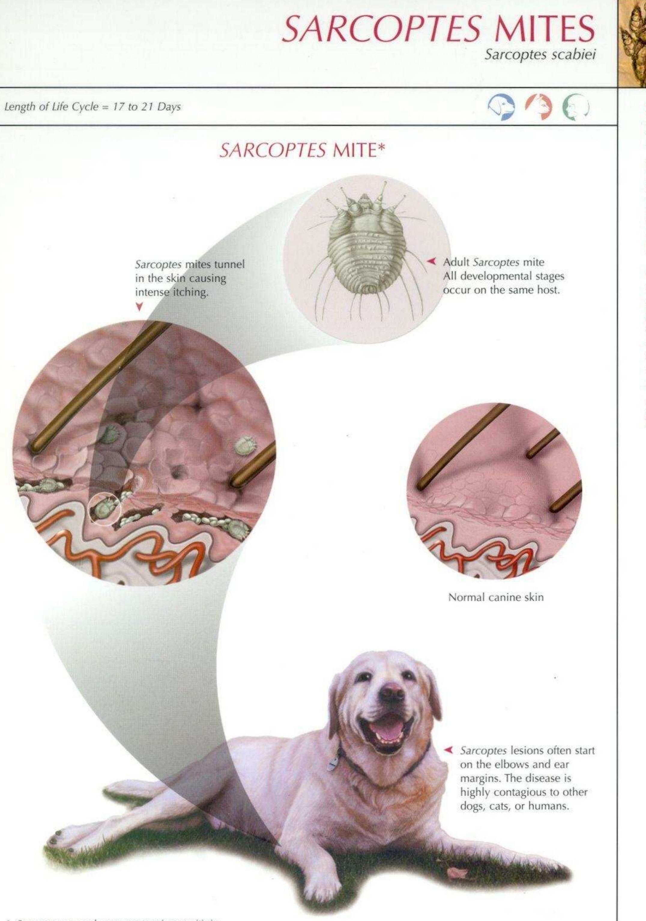 Figure 20 - atlas of parasitology
