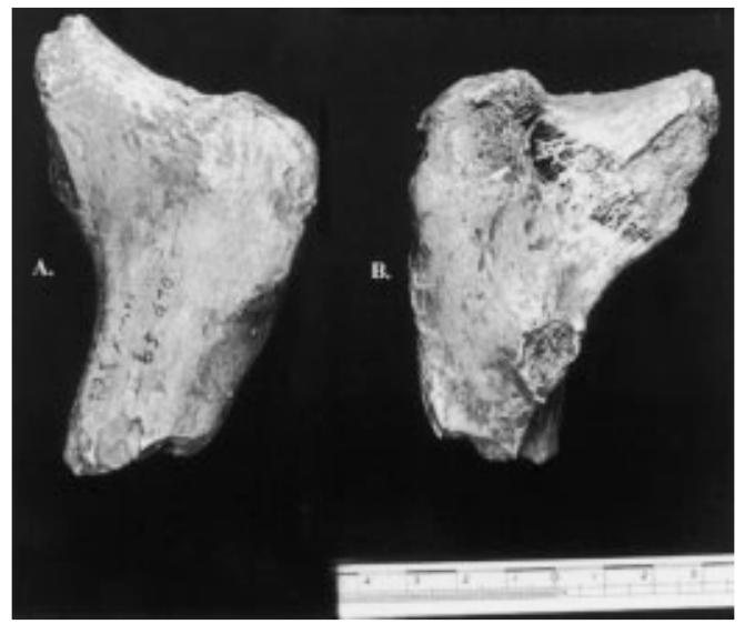 (PDF) The evolution of Zinjanthropus boisei