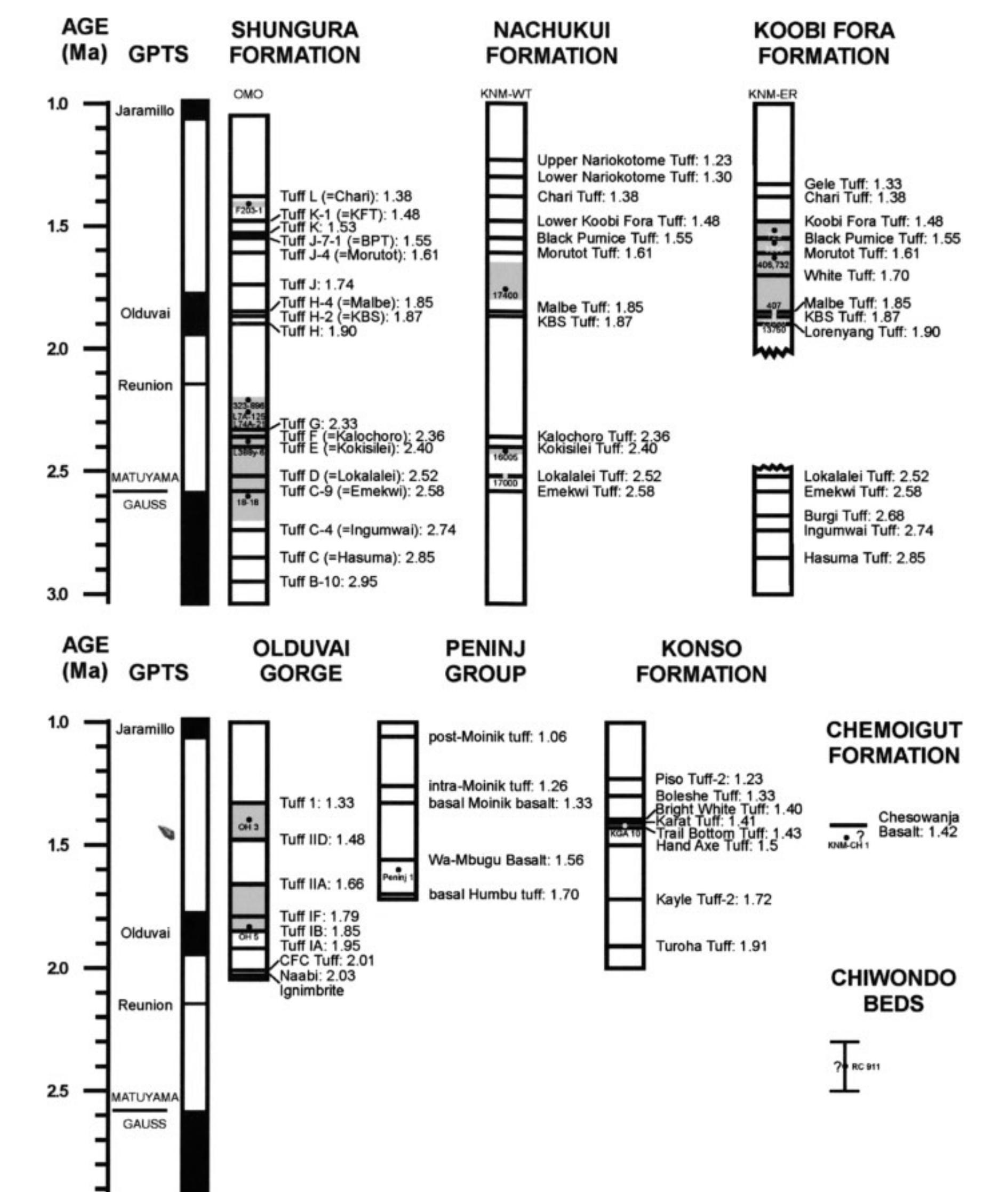 (PDF) The evolution of Zinjanthropus boisei
