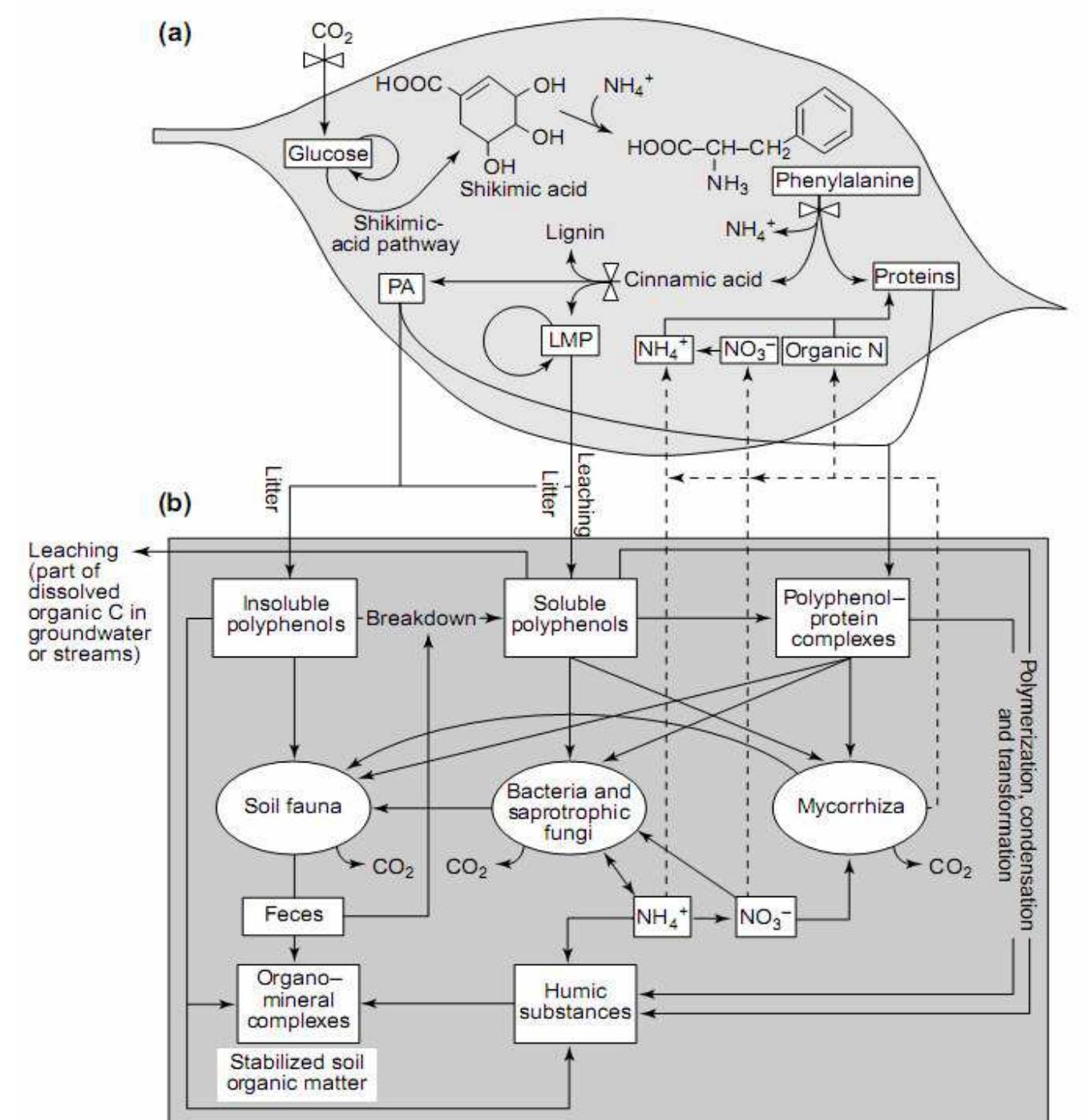 Biosynthesis of tannins, adapted from hattenschwiler and