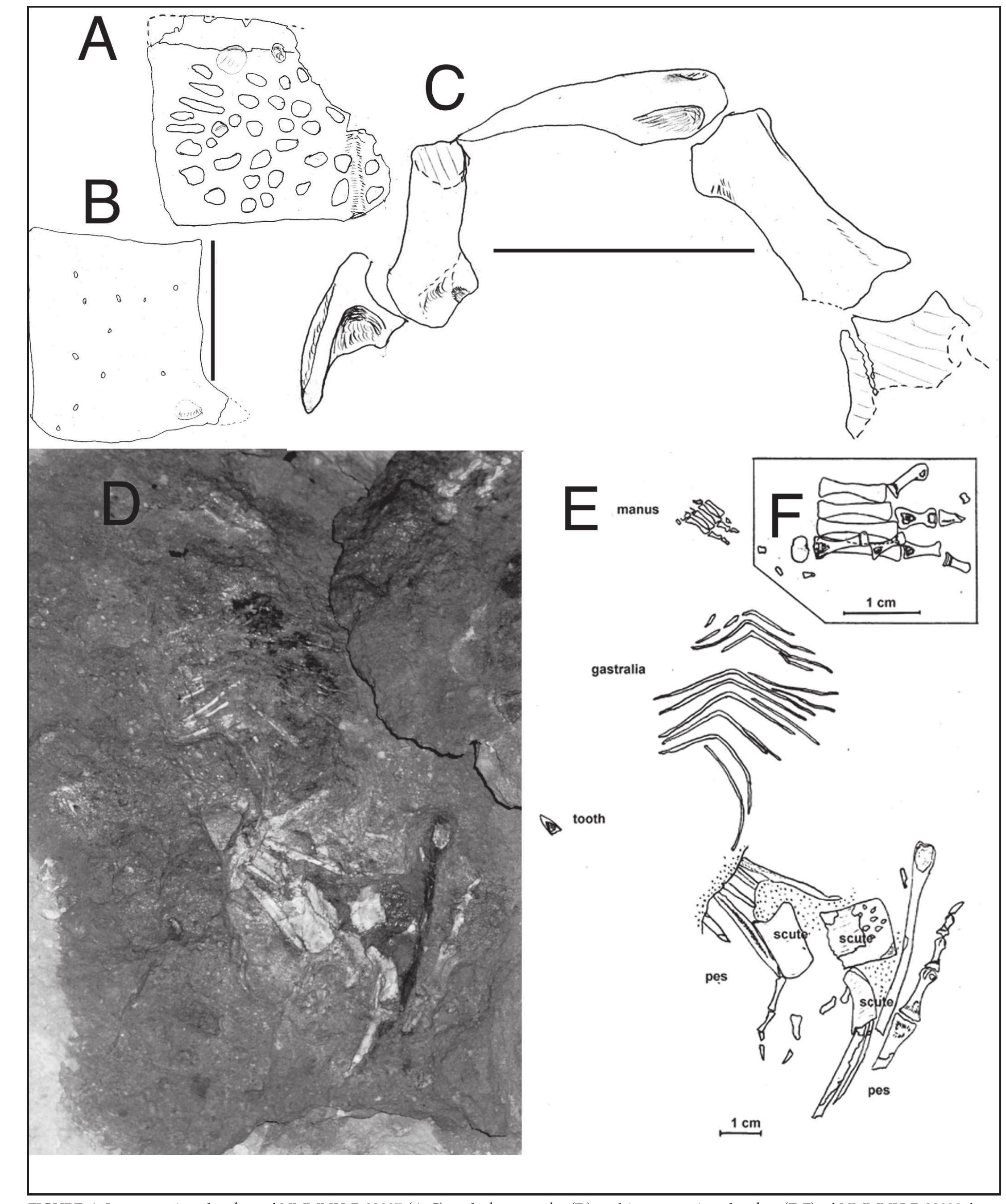 Figure 6 - Arizona's Jurassic fossil vertebrates and the age