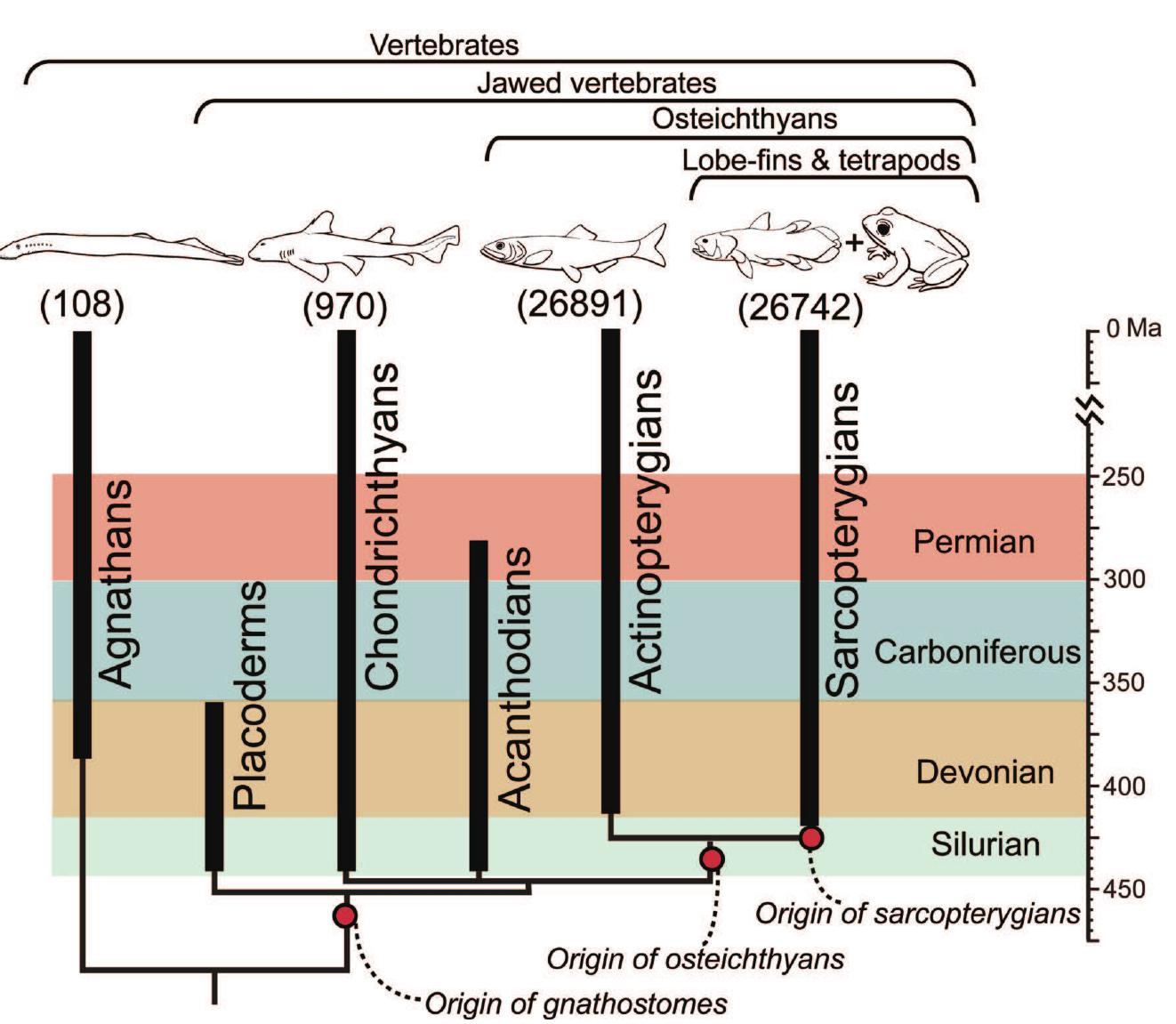 Figure 1 - from The Origin and Diversification of