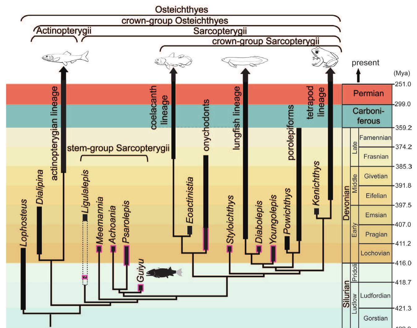 The family tree and geological time range of “ghost fish”