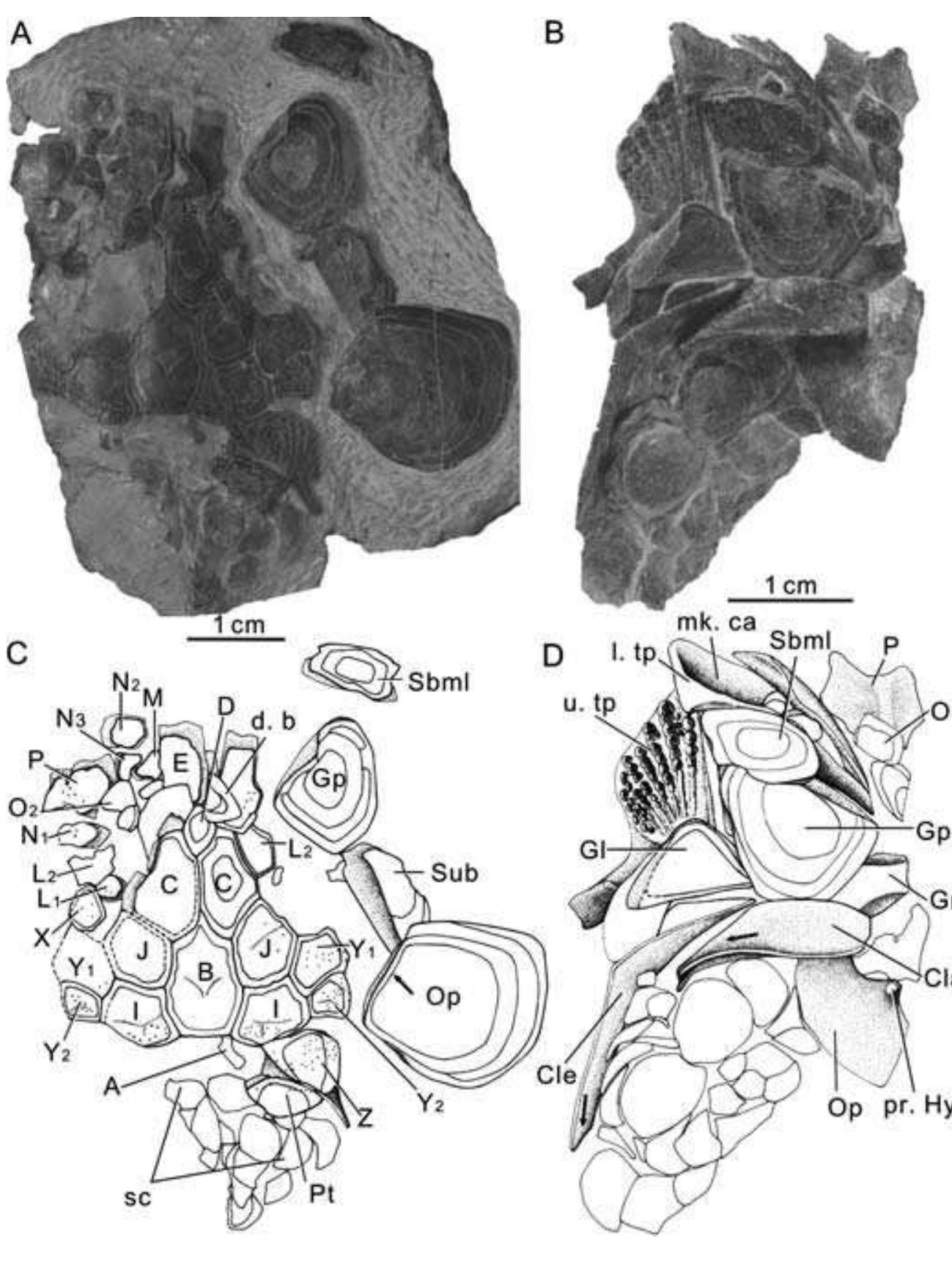 Dermal skull roof. the dermal bones of the holotype clung to