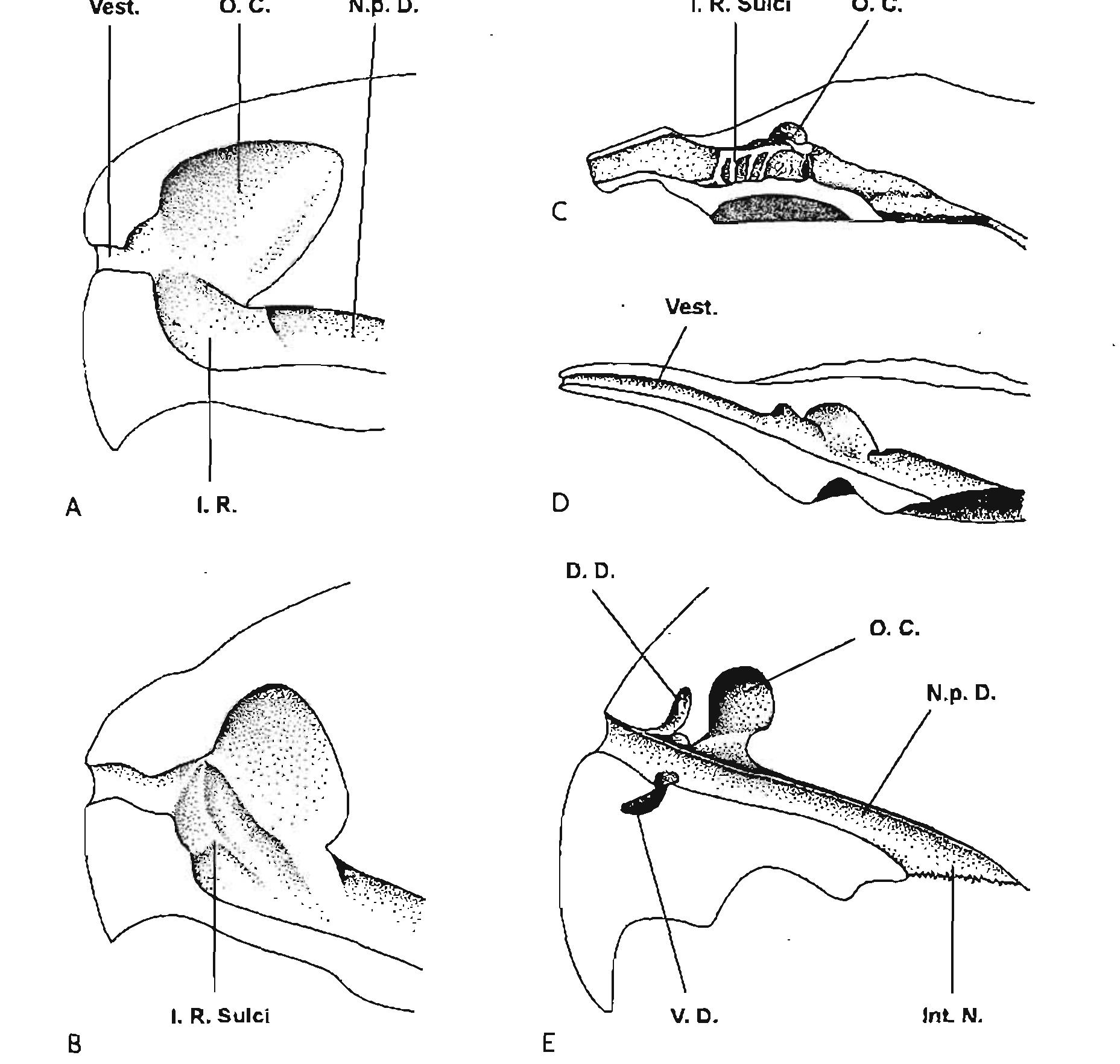 $.2. the nasal cavities in turtles shown in sagittal