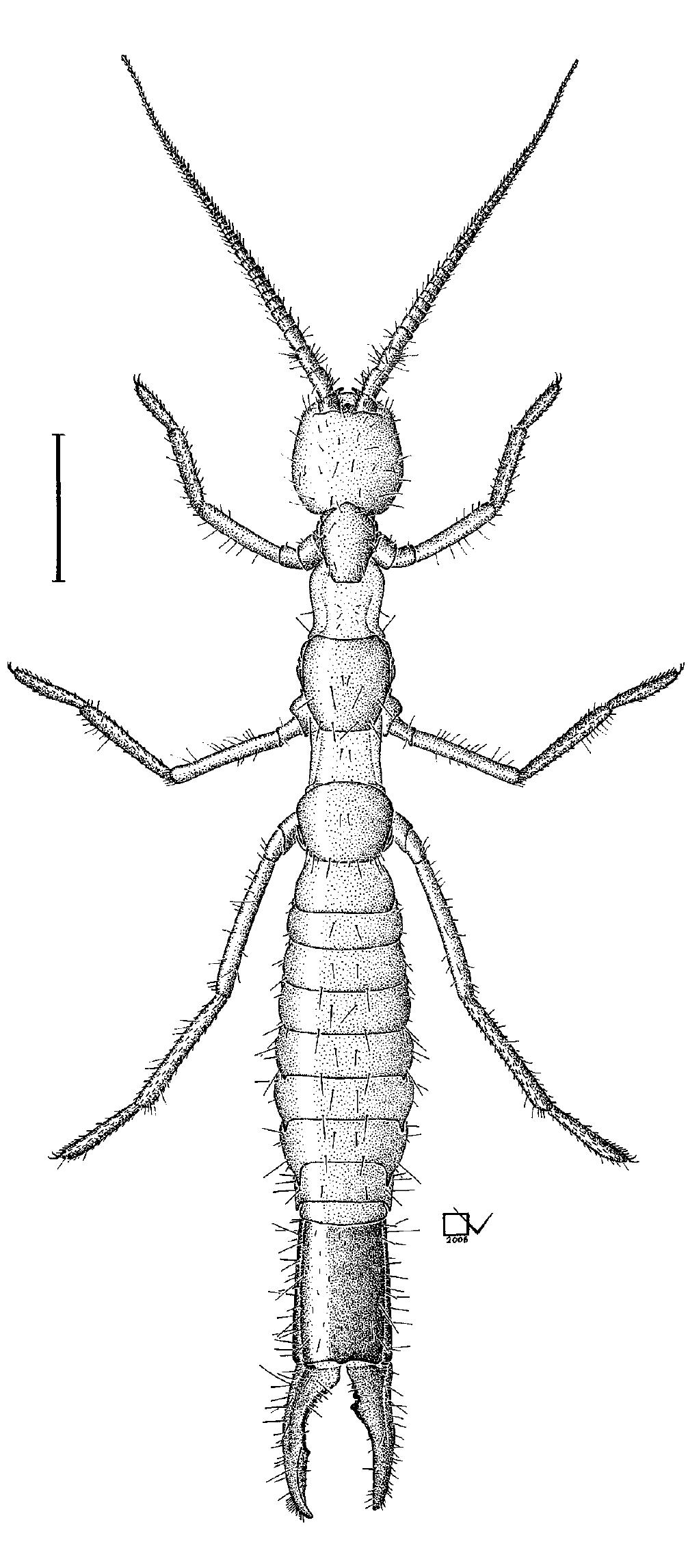 (PDF) Gollumjapyx smeagol gen. n., sp. n., an enigmatic hypogean ...
