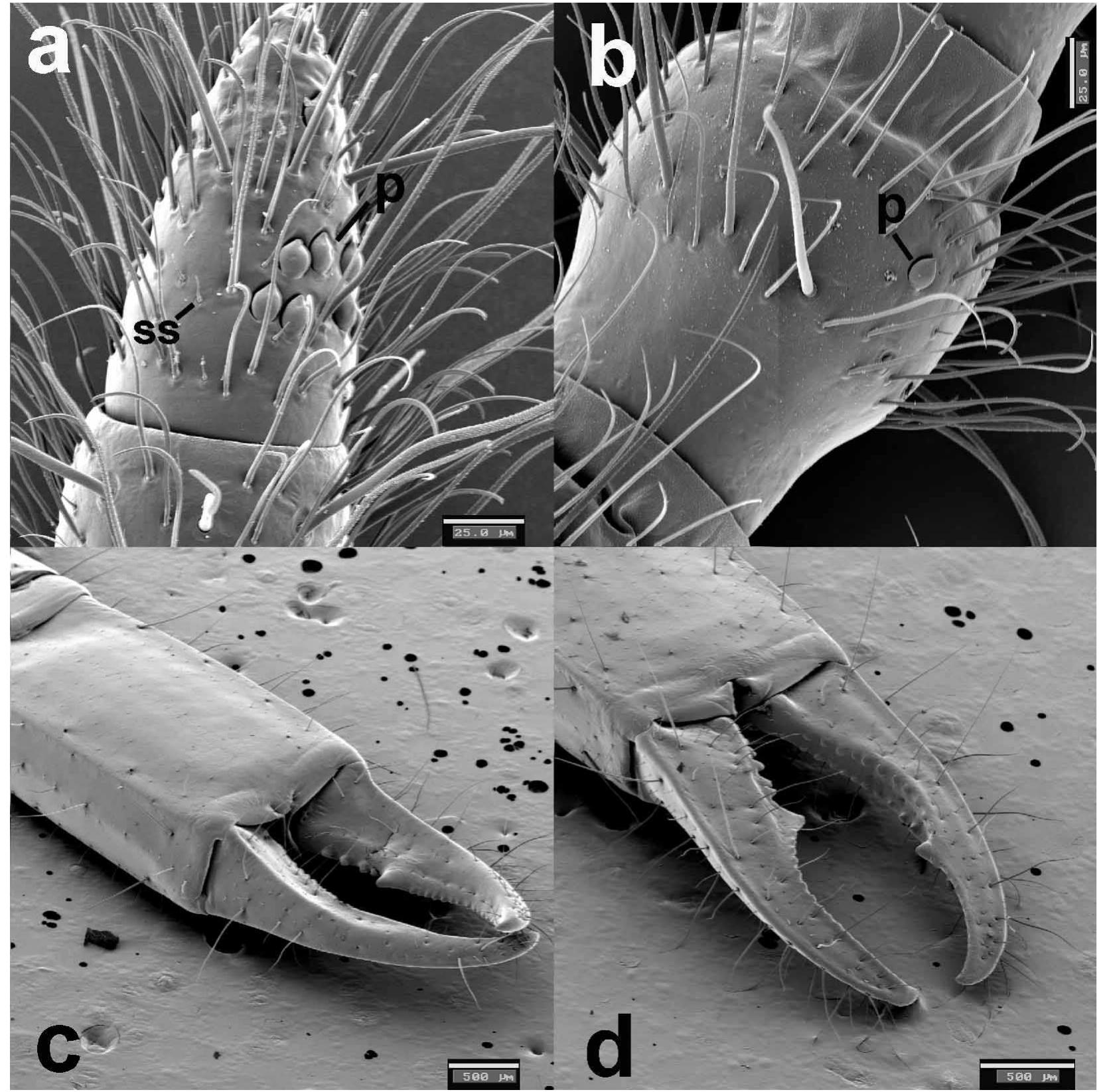 (PDF) Gollumjapyx smeagol gen. n., sp. n., an enigmatic hypogean ...